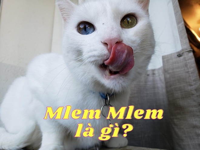 Tìm hiểu về mlem là gì vậy và cách nhận biết các biểu cảm trên mạng xã hội